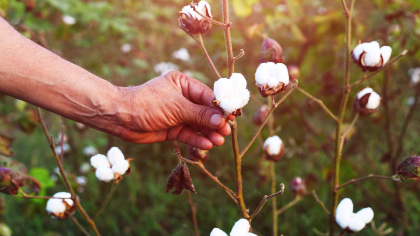 About Organic Cotton Satin – Ethical Bedding™